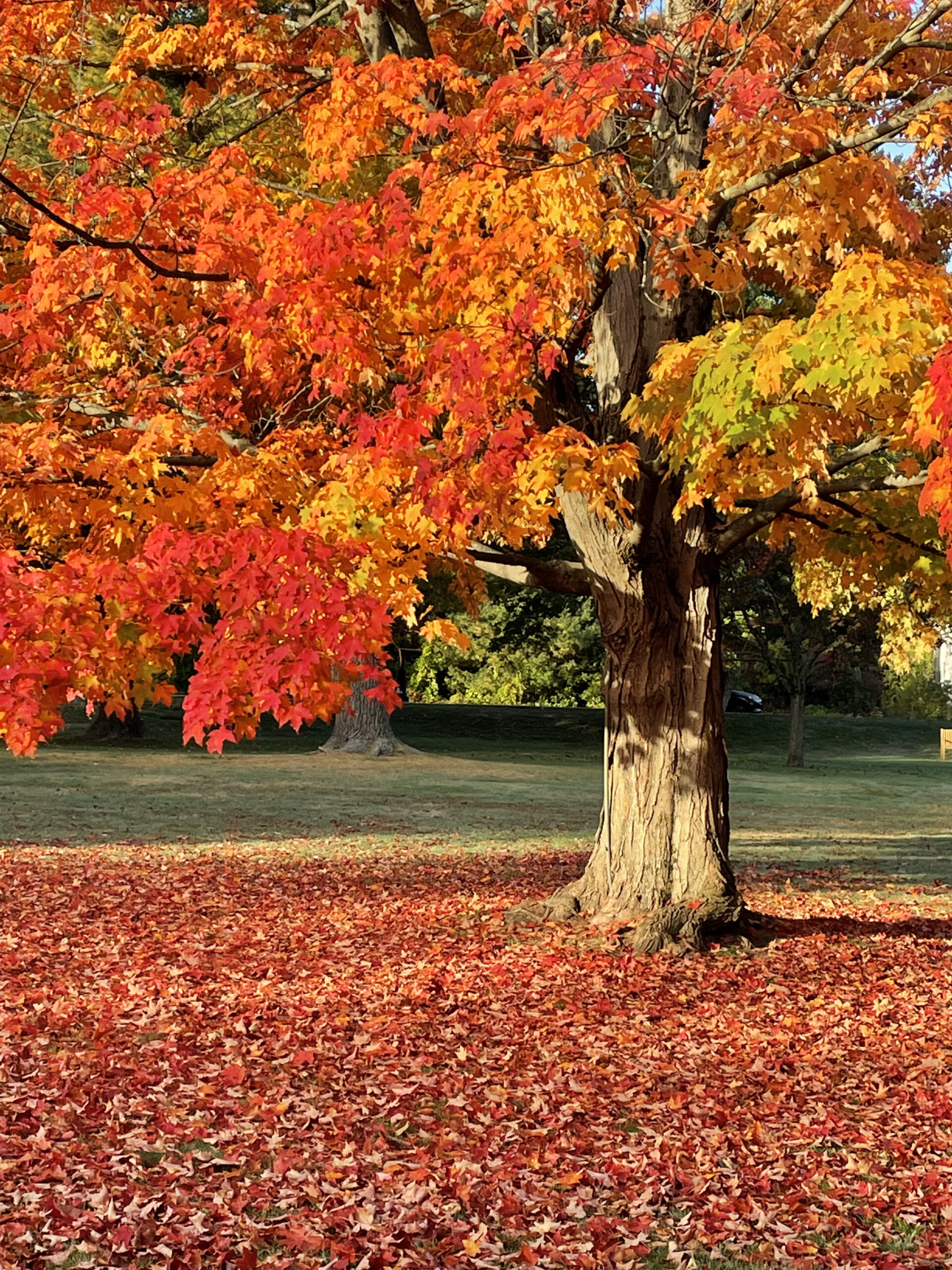 Tree of the Day - The North Parish Church of North Andover